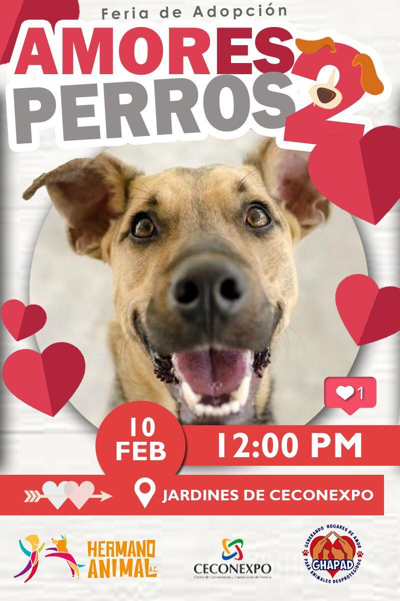 Este Domingo Habrá Feria De Adopción De Mascotas En Ceconexpo De Morelia