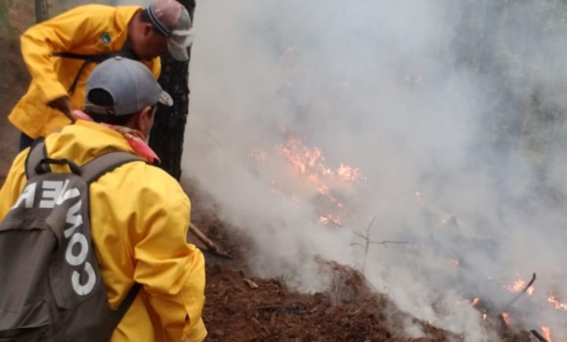 Controlado 60 Del Incendio Forestal En Cotija Cofom