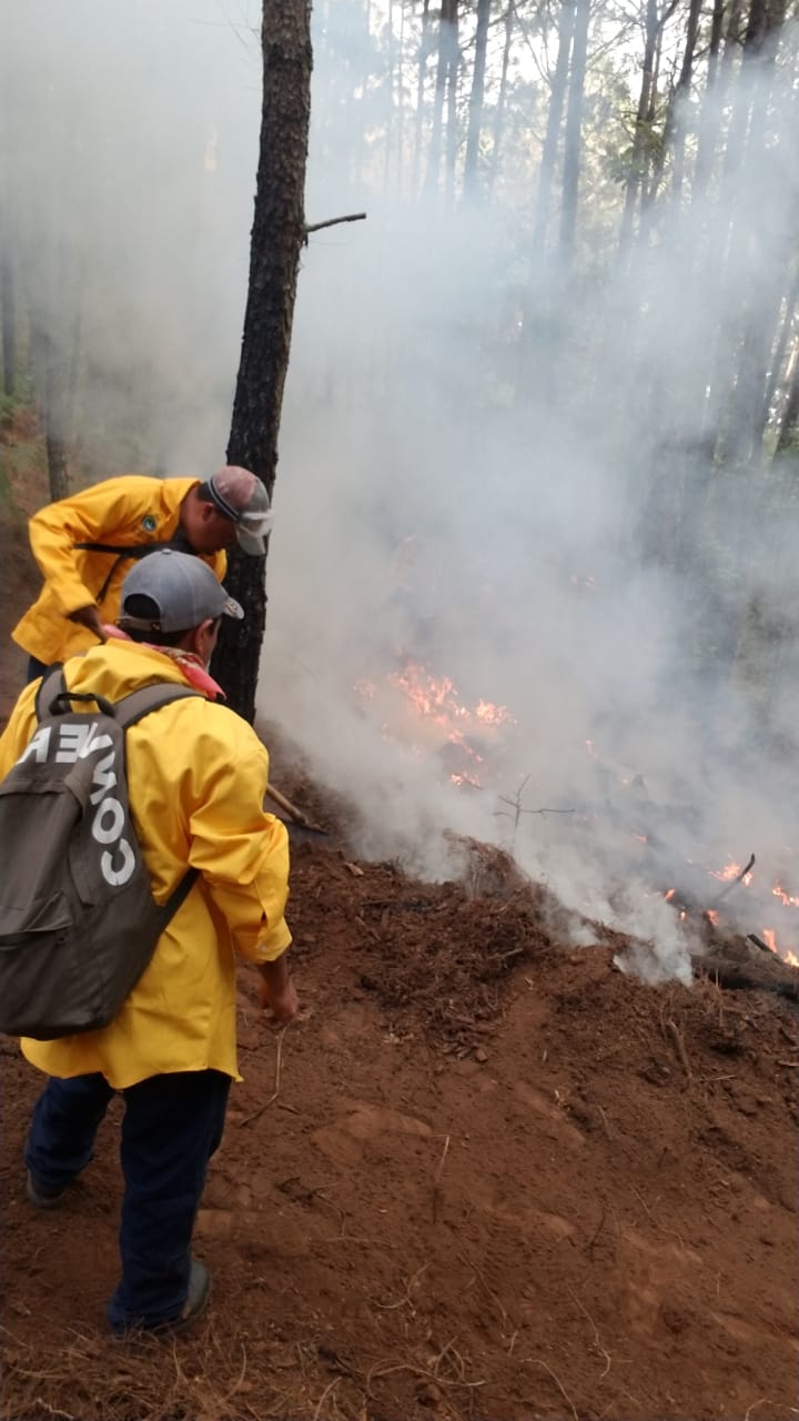 Controlado 60 Del Incendio Forestal En Cotija Cofom