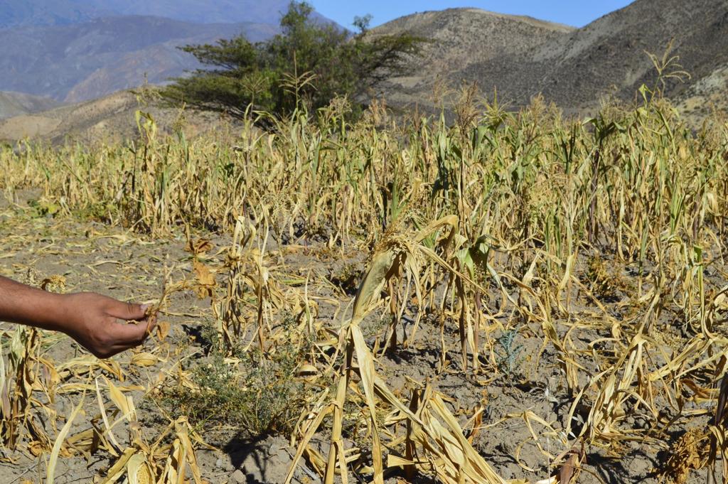 Maíz Y Sorgo Los Cultivos Más Afectados Por Sequía En 2023 Quadratín